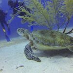 Discover Scuba Diving in Montego Bay - The Experience Itself: Authentic and Safe