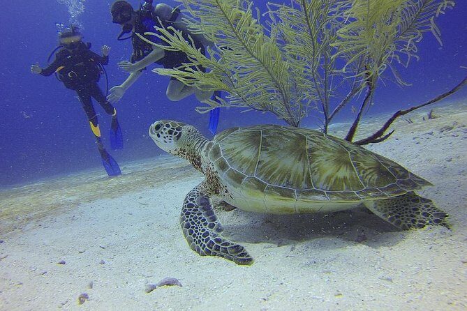 Discover Scuba Diving in Montego Bay - The Experience Itself: Authentic and Safe