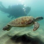 Discover Scuba Diving in San Juan - Key Points