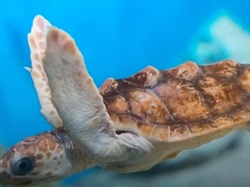 Discover Scuba Diving Lesson Montego Bay Learn to Scuba - What Reviewers Say