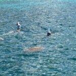 Discovery and snorkeling with sea turtles - Meeting Point and Timing