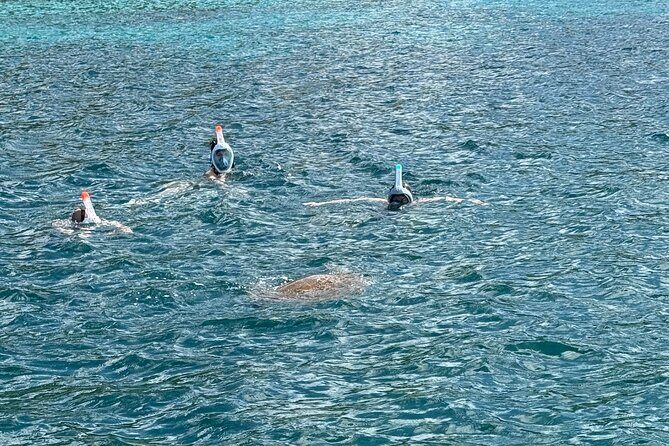 Discovery and snorkeling with sea turtles - Meeting Point and Timing