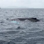 Discovery of dolphins on the Caribbean coast - Itinerary Breakdown