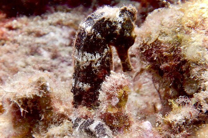 Diving for Certified Divers, 2 Tanks Sosúa Bay - What Travelers Are Saying