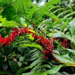 Dominica Adventure Hiking, Swimming, and Hot Springs Tour - The Itinerary: What You Can Expect