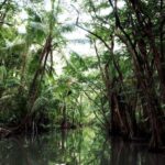 Dominica: Indian River Discovery & Beach Stop Tour - Authentic Feedback from Travelers