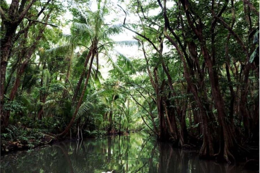 Dominica: Indian River Discovery & Beach Stop Tour - Authentic Feedback from Travelers