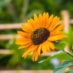 Dominica: Sow & Grow Farm Exploration - Why This Tour Works Well