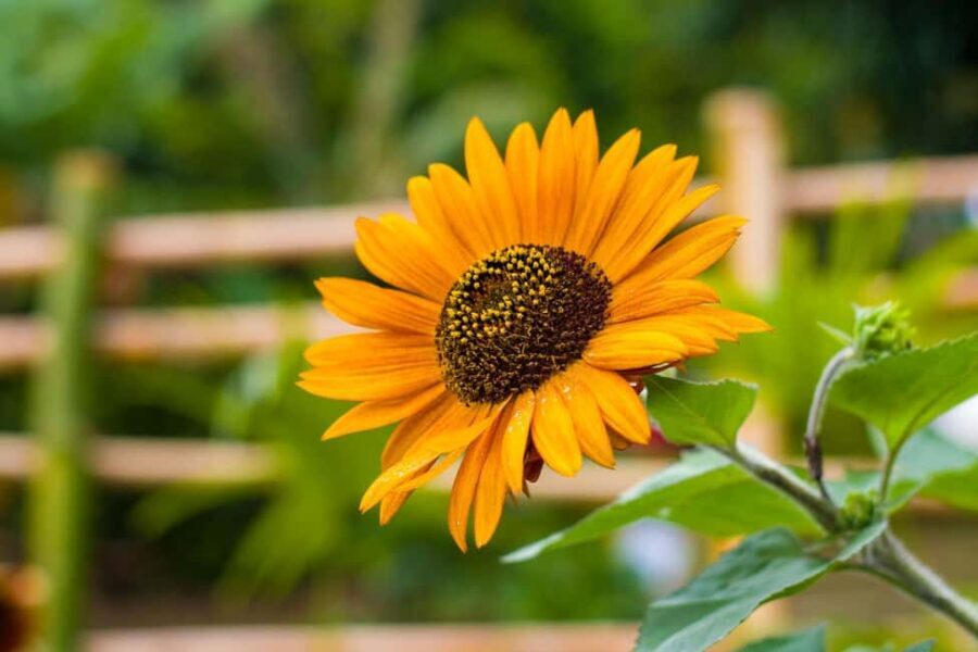 Dominica: Sow & Grow Farm Exploration - Why This Tour Works Well