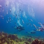 Dominican Republic: Catalina Island VIP Scuba Diving - Moving to The Aquarium: Second Dive Highlight
