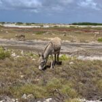 Donkey Sanctuary Tour with a Local Guide - Who Is This Tour Best For?