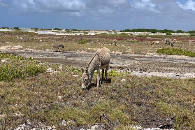 Donkey Sanctuary Tour with a Local Guide - Who Is This Tour Best For?