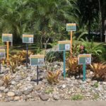 Dunn's River Falls, Zipline Adventure from Kingston - Who Will Love This Tour?