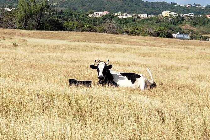 E-bikes Experience in St Philip - Why This Tour Is Worth Considering