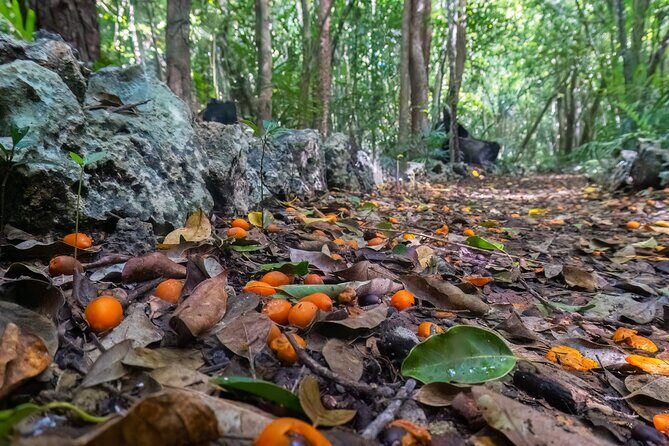 Eco Tour in the Cenotes Indigenous Eyes in Punta Cana - The Practicalities: What You Need to Know