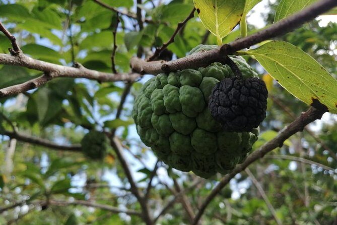 Ecological Park & Boat ride on the River - Who Should Consider This Tour?