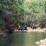 El Limon: Horse Ride Waterfall Waterfall Jump - What to Expect During Your Day