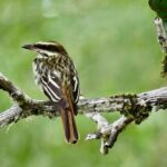 El Suzanne Estate Birding & Nature Reserve Tour - A Closer Look at the Itinerary