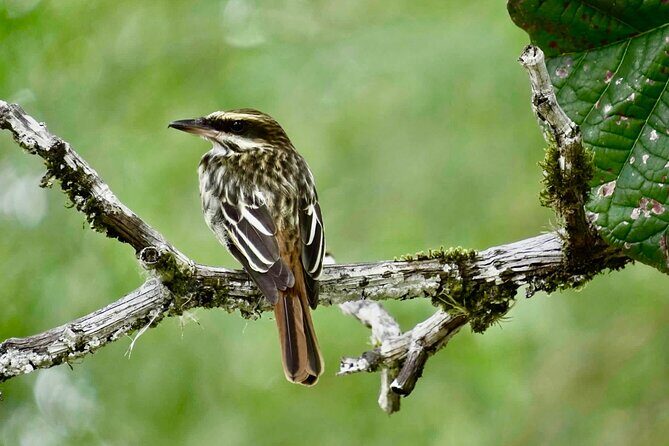 El Suzanne Estate Birding & Nature Reserve Tour - A Closer Look at the Itinerary