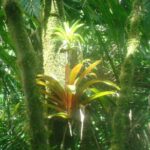 El Yunque Rainforest Full Day Private Tour - Final Thoughts