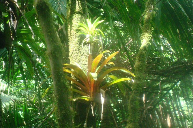 El Yunque Rainforest Full Day Private Tour - Final Thoughts