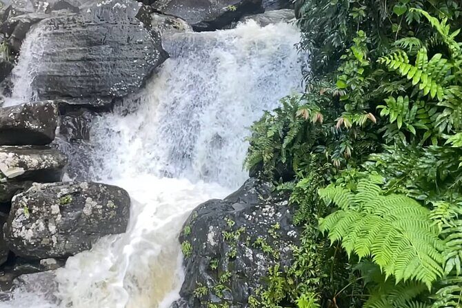 El Yunque Rainforest Hike with Transport from San Juan - The Itinerary in Detail