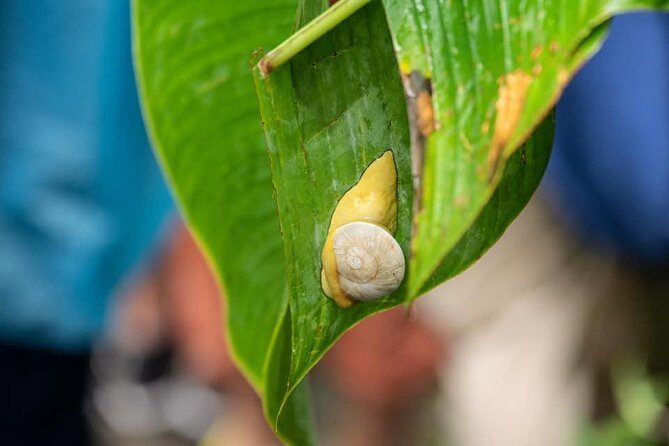 El Yunque Rainforest Tour from Fajardo - Who Should Consider This Tour?