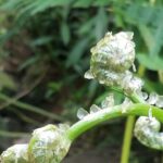 El Yunque Rainforest VIP Experience - FAQ