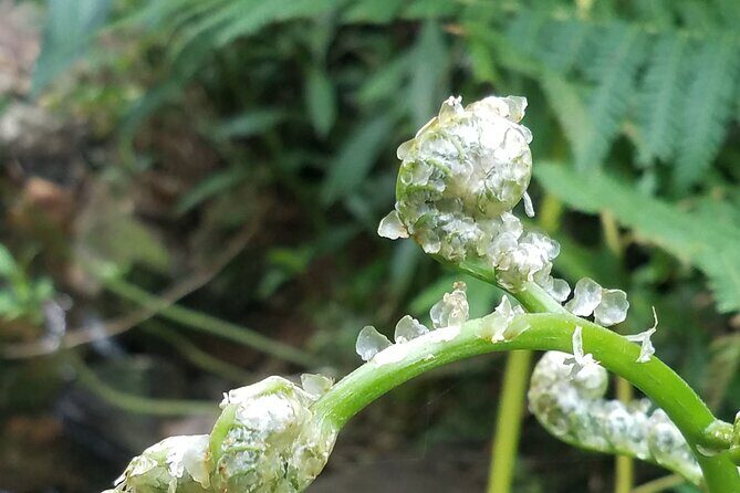 El Yunque Rainforest VIP Experience - FAQ