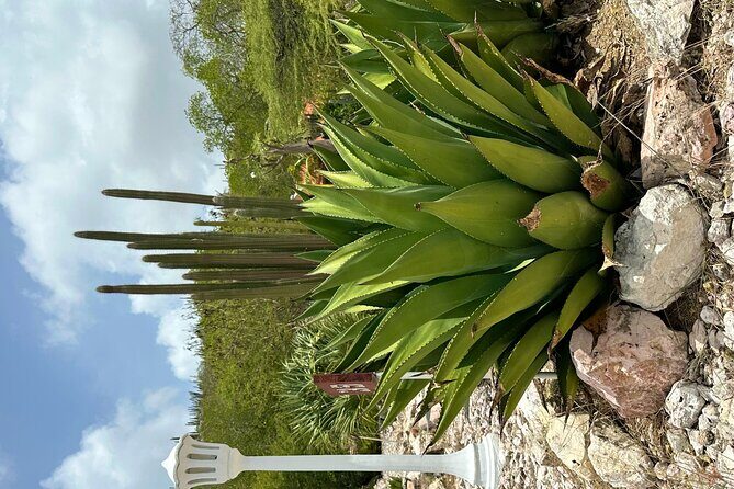 Exclusive 4 -Hour Private nature Tour: West Curacao's Best - Why This Tour Works for Travelers