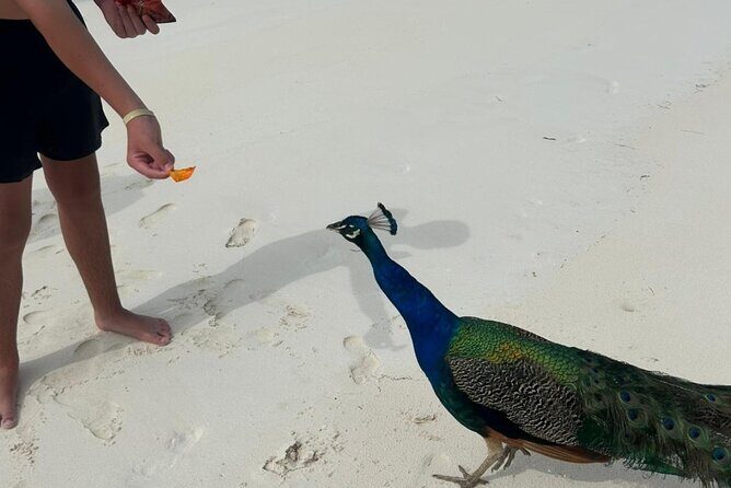 Exotic half day private charters to Rose Island, Pigs and Turtles - What Makes This Tour Stand Out?