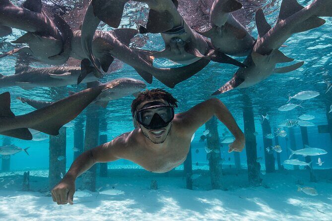 Experience The Exumas and the World Famous Swimming Pigs - Transportation and Group Size