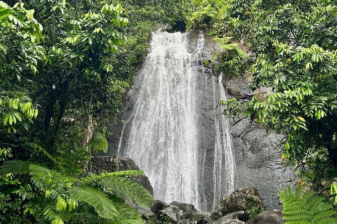 Explore El Yunque National Forest Guided Nature Adventure - Food, Fees, and Additional Details