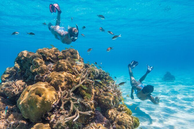 Explore Nassau's Best Spots with Snorkeling Tour - The Value of a 2-Hour Guided Snorkeling Adventure