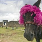 Explore Puerto Plata's Best & Cable Car - Shore Excursion - Authentic Experiences and Traveler Feedback