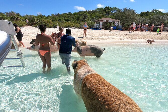 Exuma Full Day Swimming Pigs Group Boat Tour - The Experience and What It Means for the Traveler