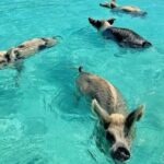 Exuma Island and Cays Tour - The Experience and What It Means for You