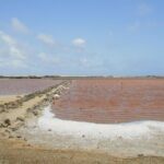 Flamingo & Mangrove Trip with Local Guide - Frequently Asked Questions