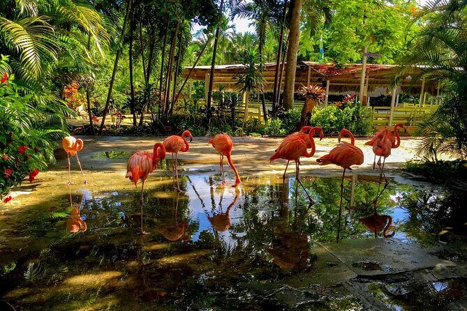 Flamingo March & Pirates Adventure Tour Nassau - Final Thoughts: Is This Tour Right for You?