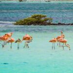 Flamingo Spotting Adventure - Authenticity and Experience: What Travelers Say