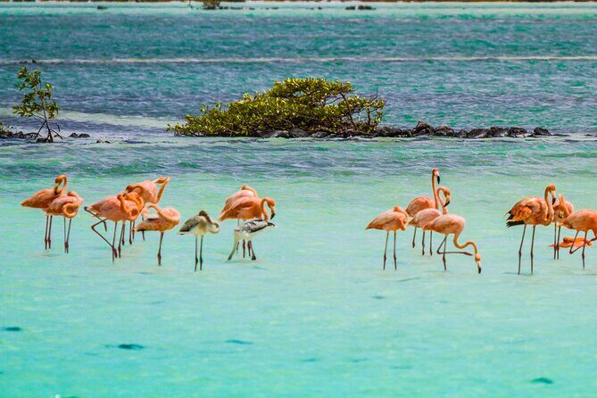 Flamingo Spotting Adventure - Authenticity and Experience: What Travelers Say