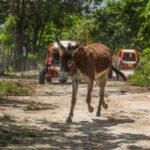 Flintstones Buggy, Cave and Adventure in Bavaro - A Deeper Look at What You Can Expect