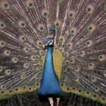 Freeport Shore Excursion: Garden of the Groves and City Tour - What Makes This Tour Stand Out