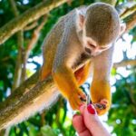 From Bayahibe: Half Day Monkeyland Safari - What Makes This Tour Unique and Valuable