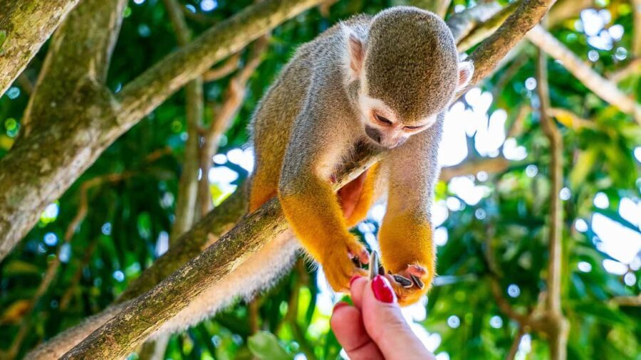 From Bayahibe: Half Day Monkeyland Safari - What Makes This Tour Unique and Valuable