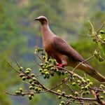 From Montego Bay/Falmouth: Coffee Farm Blue Mountain Hike - The Practical Side: Logistics and Value