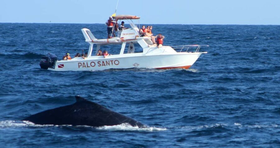 From Punta Cana: Samana Bay Whale-Watching Cruise with Lunch - Understanding the Value
