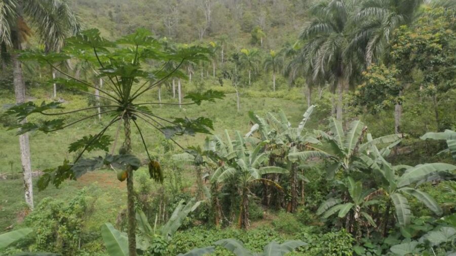 From Punta Cana: Samaná, Cayo Levantado & El Limón Waterfall - Authentic Experiences and Cultural Insights