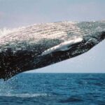 From Punta Cana: Samaná Whale Watching & Bacardi Island Tour - Who Would Enjoy This Tour?