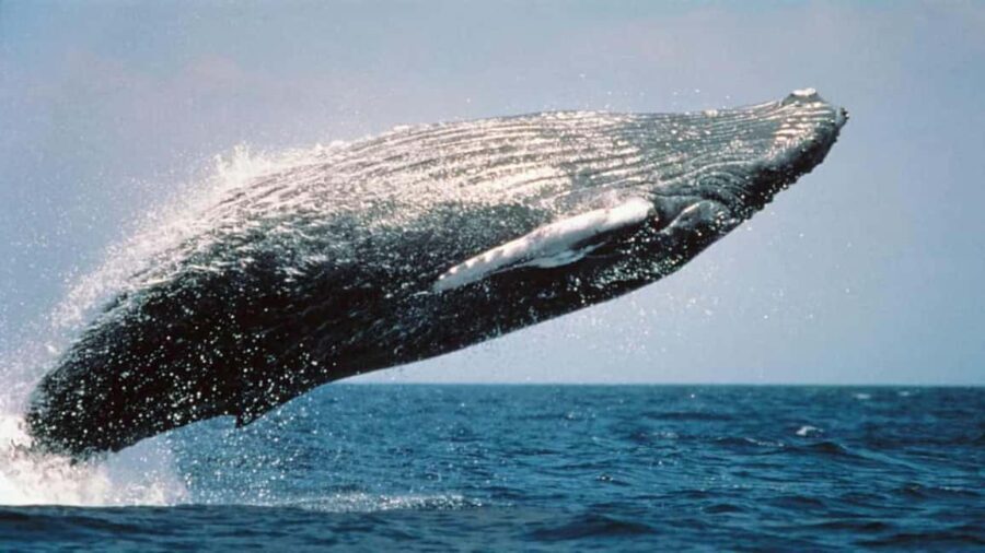 From Punta Cana: Samaná Whale Watching & Bacardi Island Tour - Who Would Enjoy This Tour?